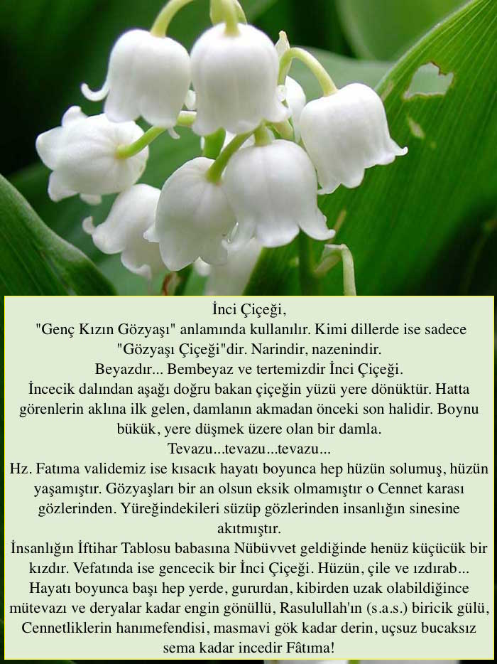 İnci Çiceği | yeşilkandil